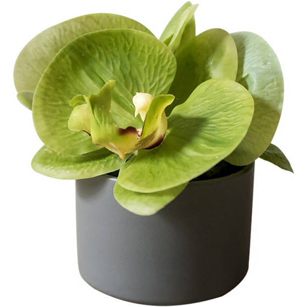 Wrought Studio Mini Orchid Floral Arrangement in Pot & Reviews | Wayfair