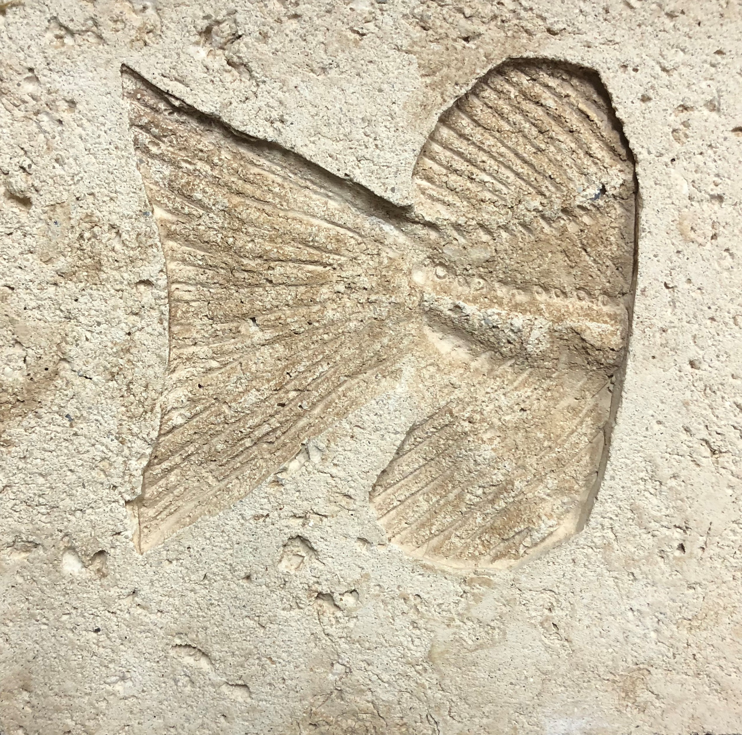 Matrix-Z 6" x 6" SeaStone Fish Tail Fossil Bevel Edge Medallion Tile in ...