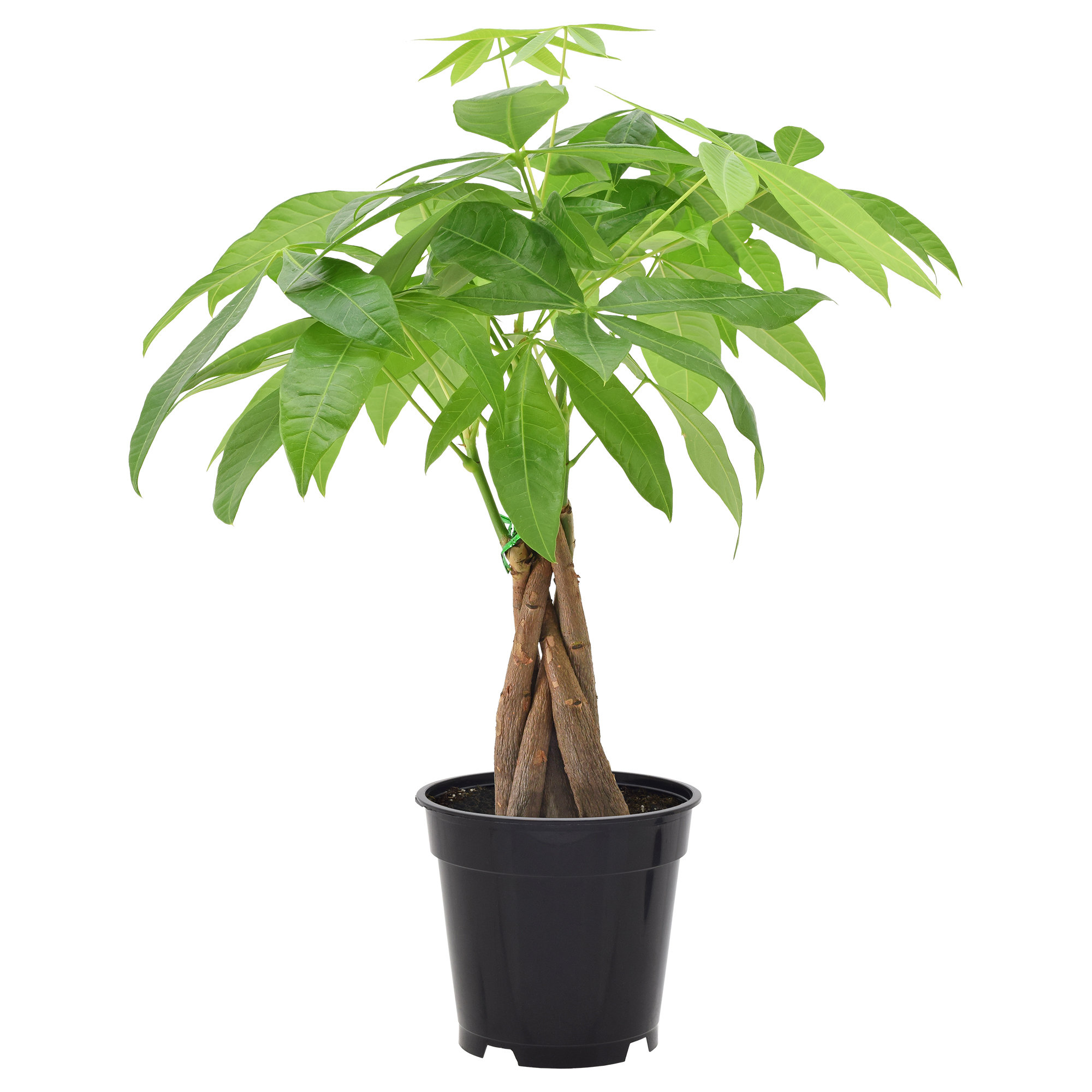 Arcadia Garden Products Money Tree In Grower Pot Live Money Tree Plant ...