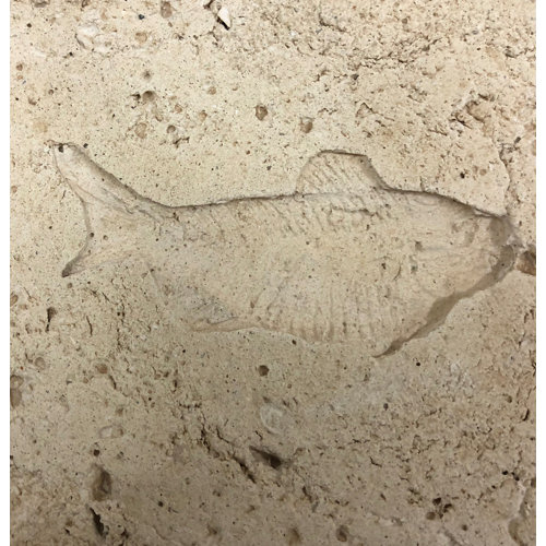 Matrix-Z 6" x 6" Cement Whole Fish Fossil Impression Decorative Accent ...