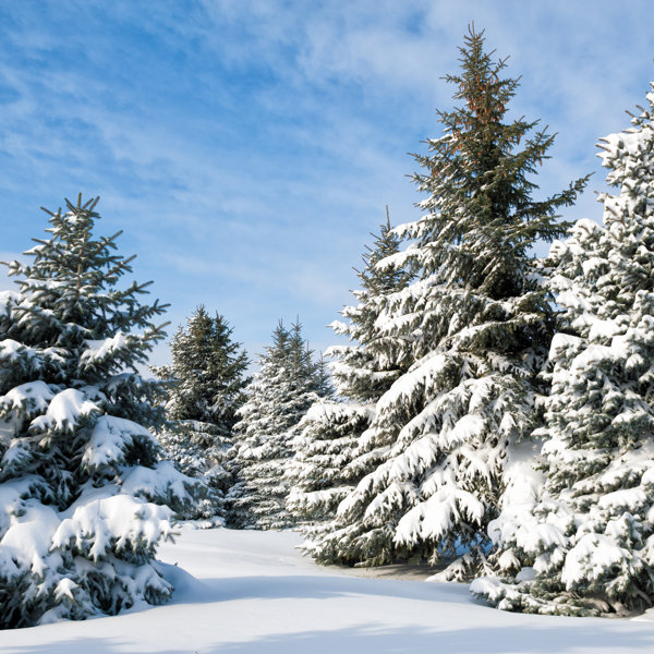 Millwood Pines Snowy Trees On Canvas Photograph | Wayfair