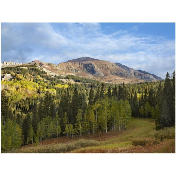 Millwood Pines Ruby Peak Near Crested Butte Colorado - Unframed ...