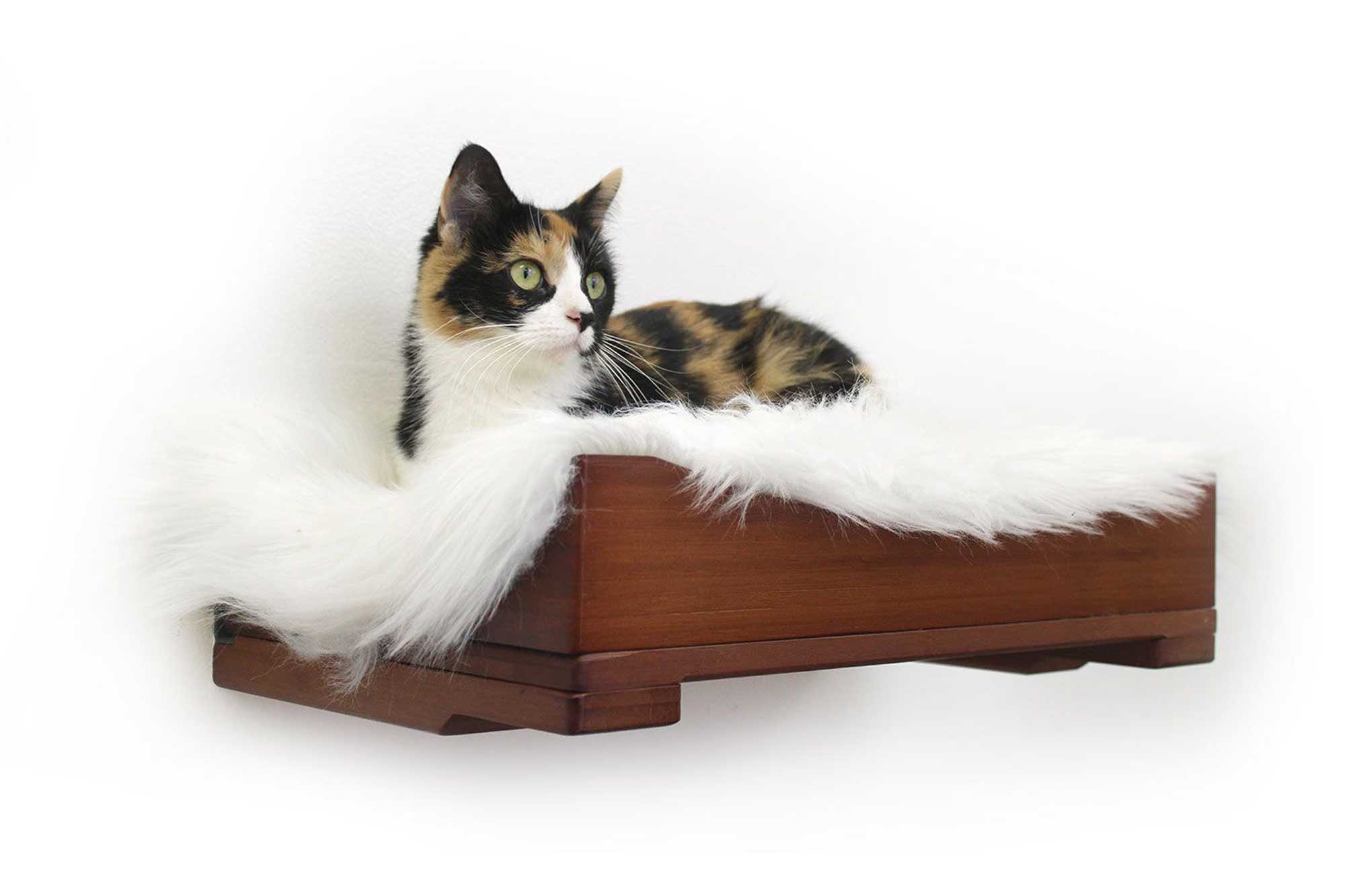 CatastrophiCreations Designer Rectangle Cat Bed | Wayfair