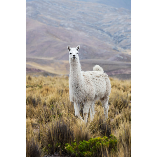 Dakota Fields Beautiful Llama by Terex - Wrapped Canvas Photograph ...
