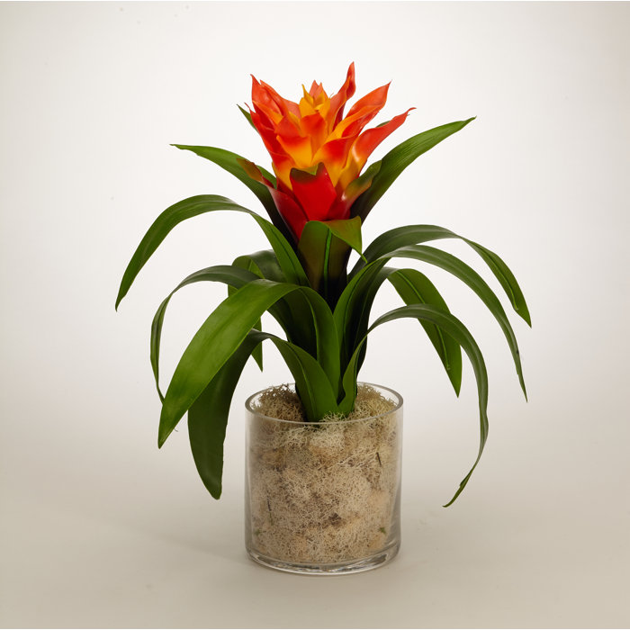 T&C Floral Company Tropical Bromeliad Centerpiece in Glass Jar ...