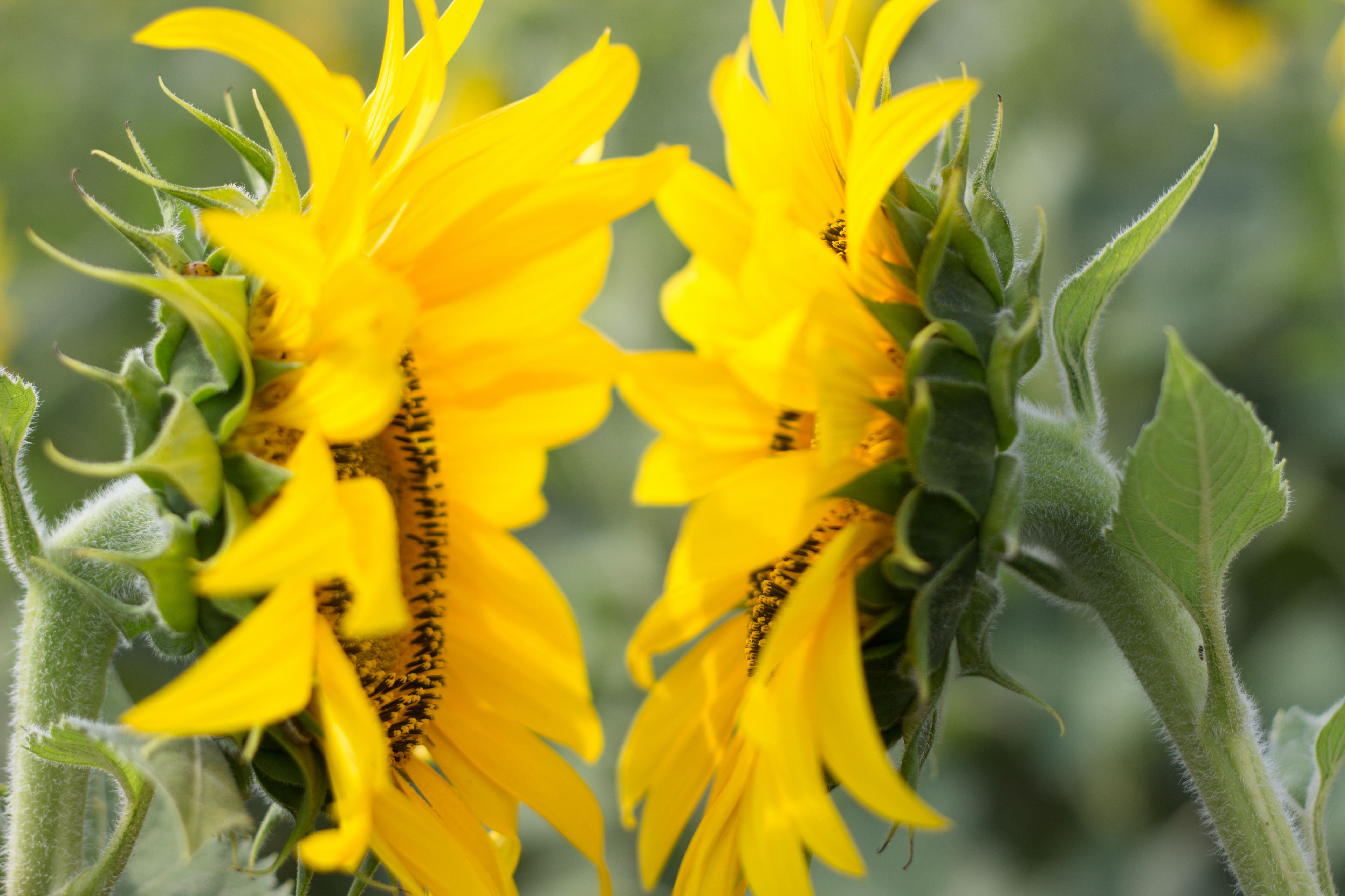 Gracie Oaks Sunflowers Facing Each Other On Canvas by Maria Dremova ...