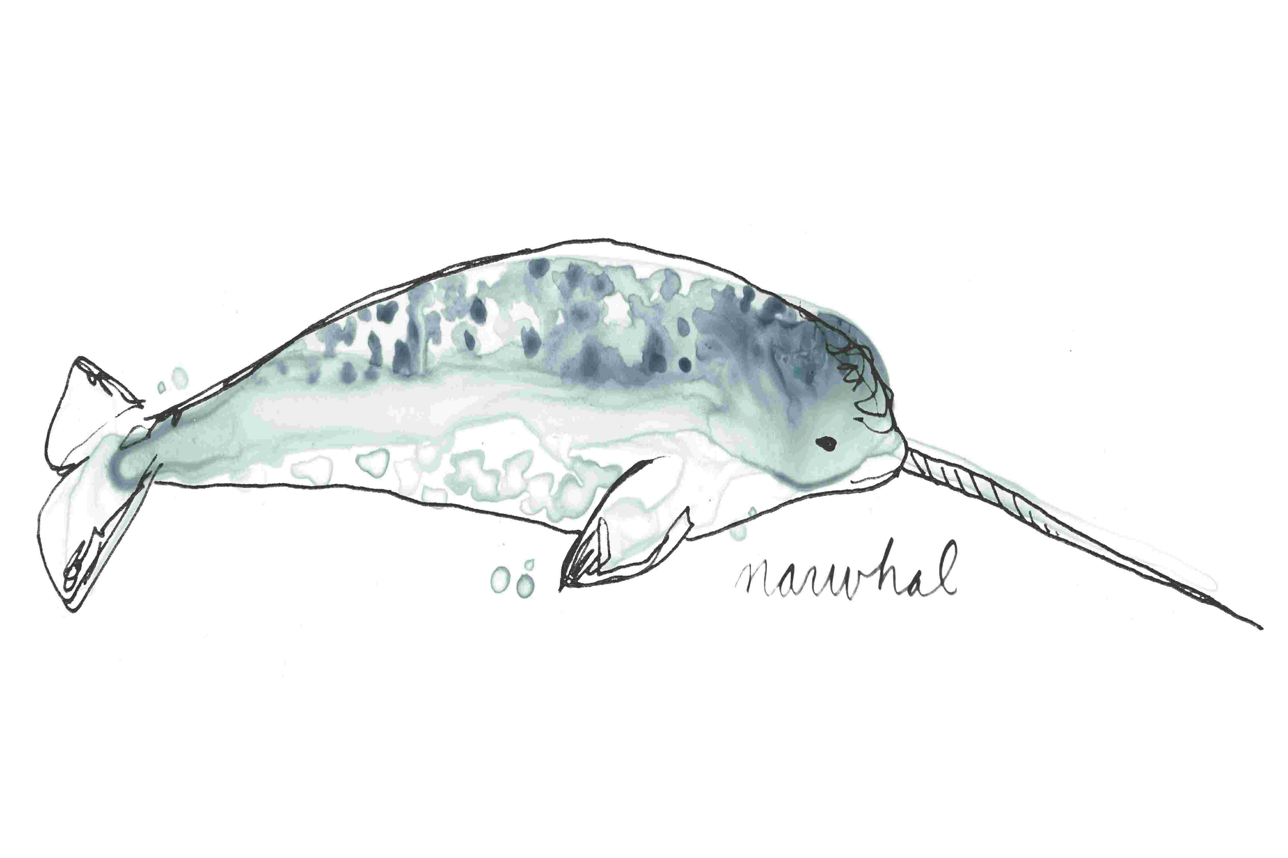 Rosecliff Heights Cetacea Narwhal On Canvas by June Erica Vess Drawing ...