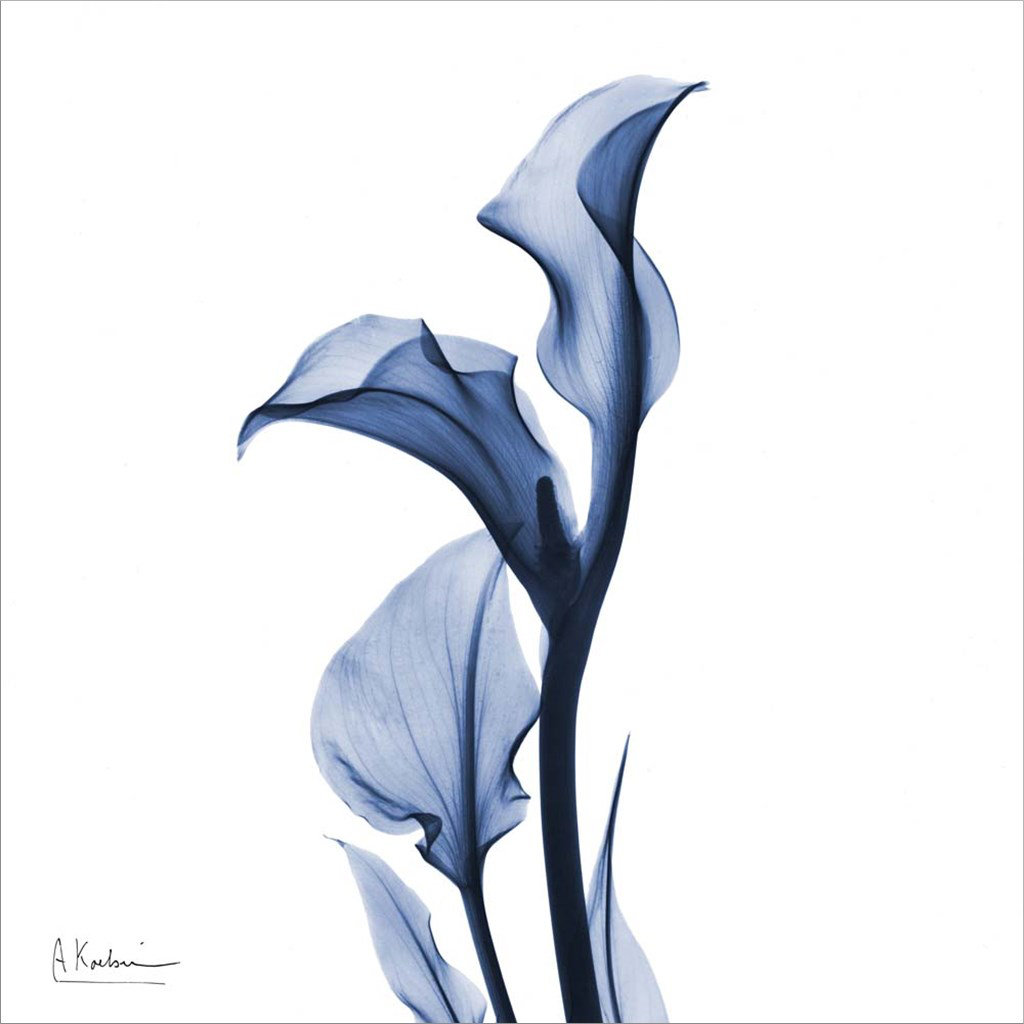 Latitude Run® Lilly Wall Décor | Wayfair