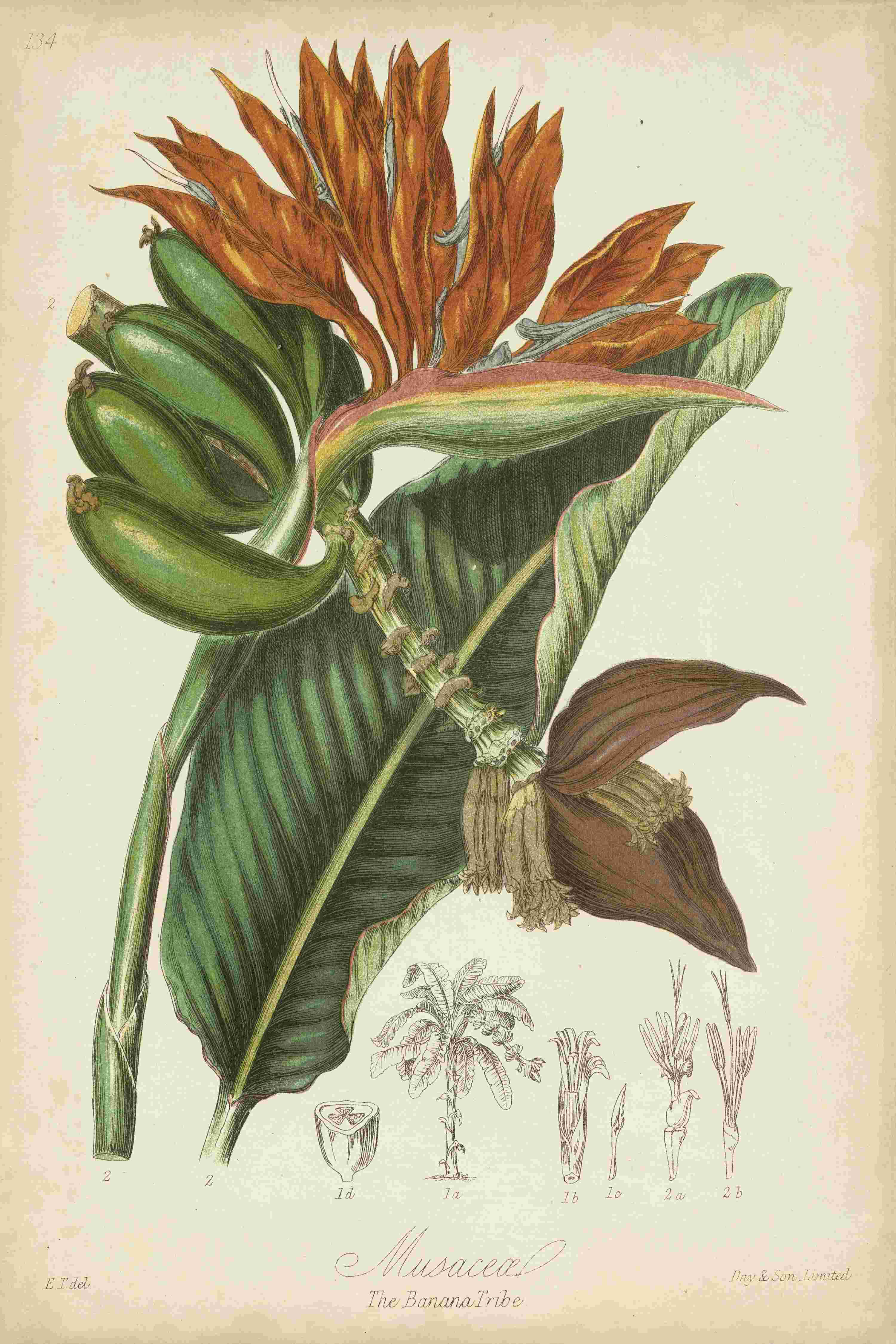 Bayou Breeze Twining Botanicals III On Canvas by Elizabeth Twining ...