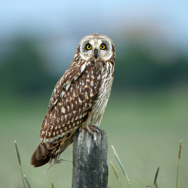 Millwood Pines Owl - Wrapped Canvas Photograph | Wayfair