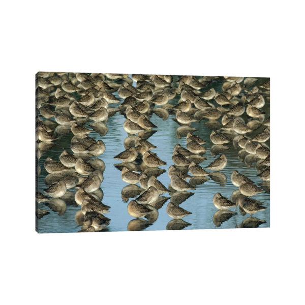 ClassicLiving Long-Billed Dowitcher Flock Sleeping In Shallow Water by ...