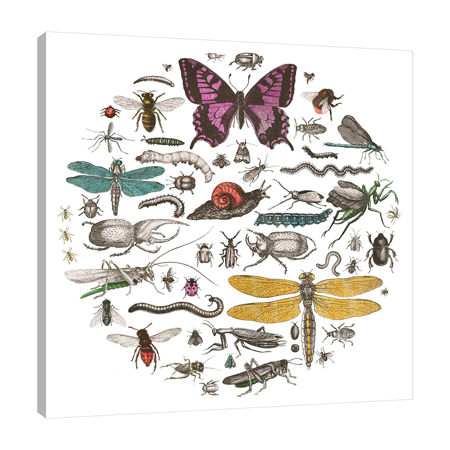 JaxsonRea Wild Apple Portfolio Insect Circle II Bright V2 by - Wrapped ...