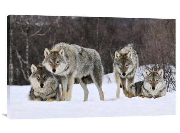 East Urban Home Gray Wolf Group, Norway - Wrapped Canvas Photograph ...