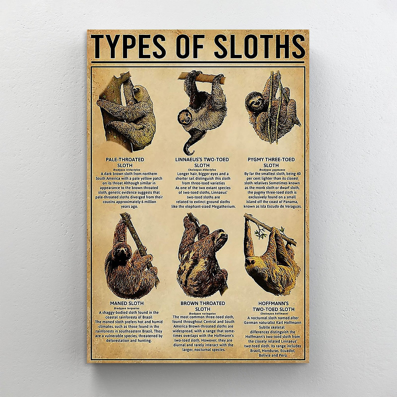 Trinx Sloth Types Of Sloths - 1 Piece Rectangle Graphic Sloth Types Of ...