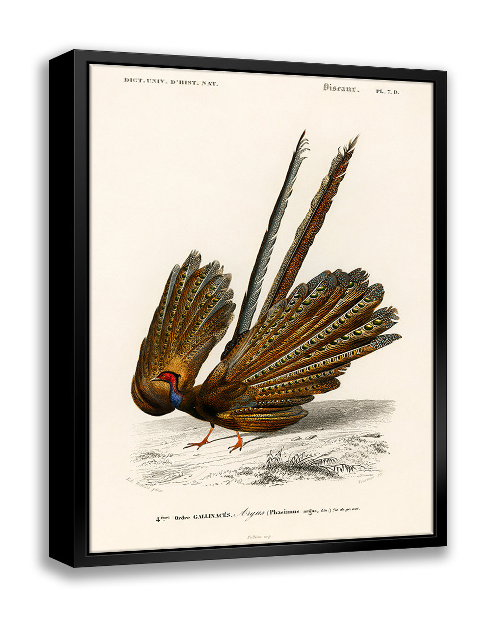 ATX Art Group LLC Great Argus by Stanley Print House - Graphic Art on ...