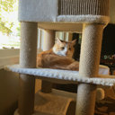 Archie & Oscar™ 43" Robyn Cat Tree & Reviews | Wayfair