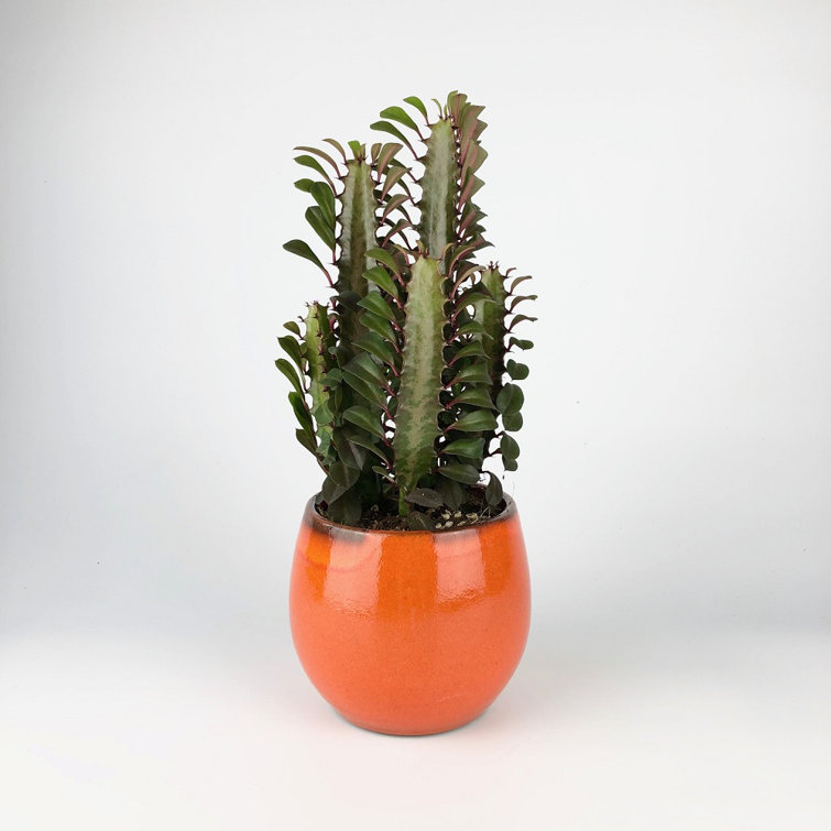 17 Stories Cabrina Plant Pot | Wayfair.co.uk