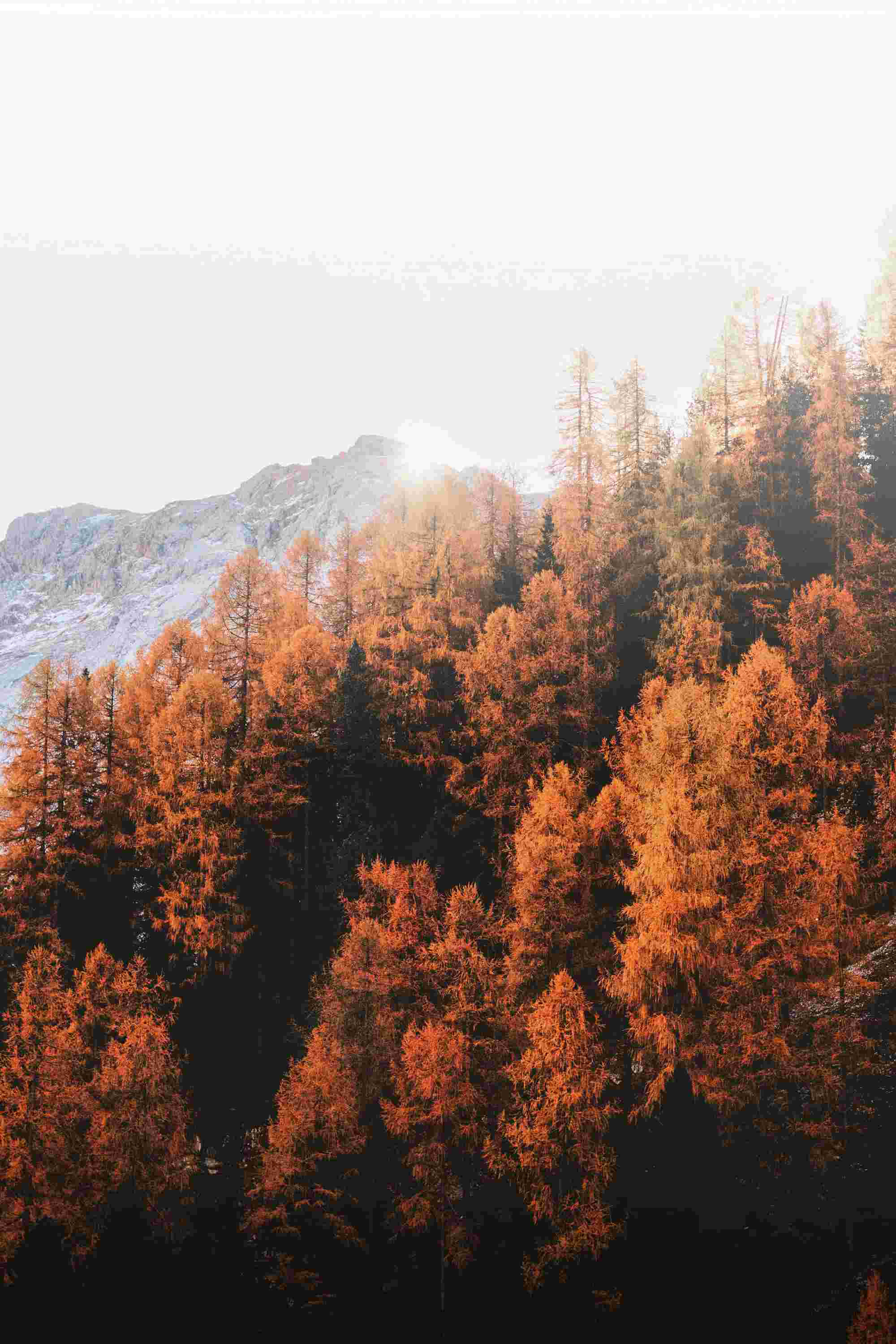 Millwood Pines Red Hill Trees - Wrapped Canvas Photograph | Wayfair