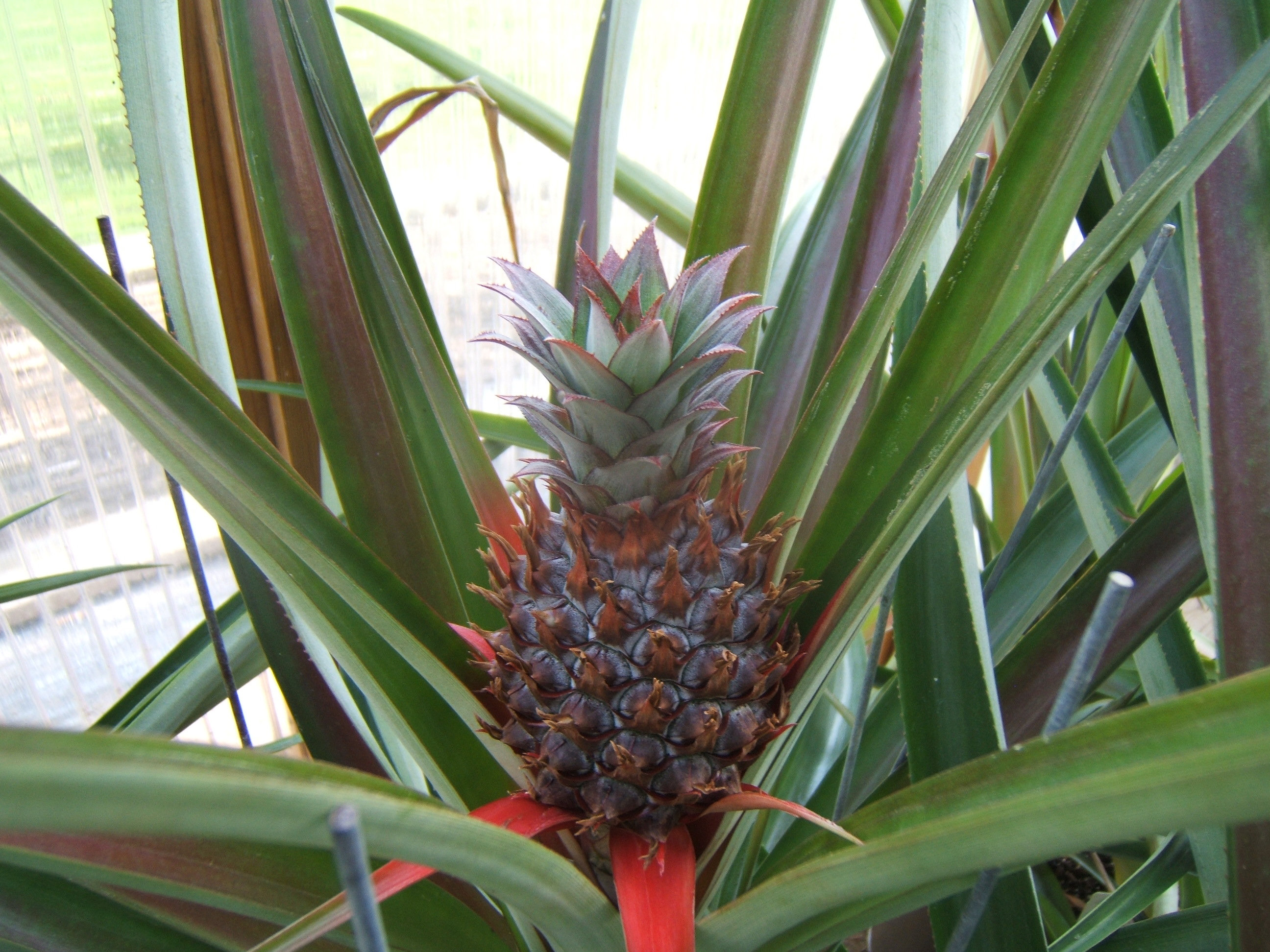 Wekiva Foliage LLC Florida Special Pineapple Plant - 3 Live Starter ...