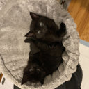 Tucker Murphy Pet™ 58" Bybee Cat Tree or Condo & Reviews - Wayfair Canada