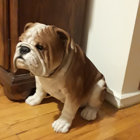 Hi-Line Gift Ltd. Dog Bulldog Statue & Reviews | Wayfair