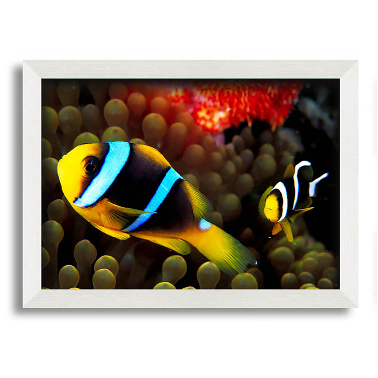 House of Hampton Neon Clown Fish Framed Print Wall Art | Wayfair.co.uk