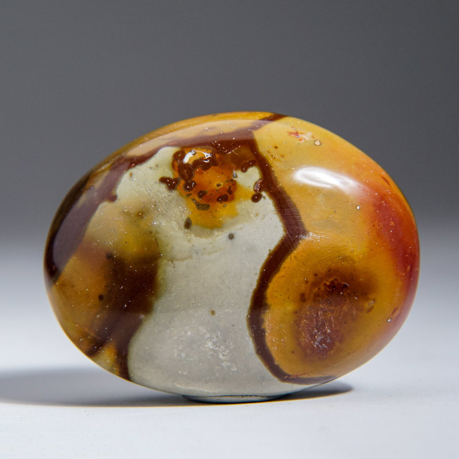 Astro Gallery of Gems Genuine Polished Petrified Wood Palm Stone (Large ...