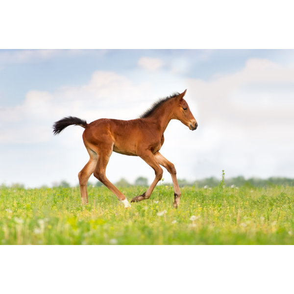 Union Rustic Bay Colt Run - Wrapped Canvas Photograph | Wayfair