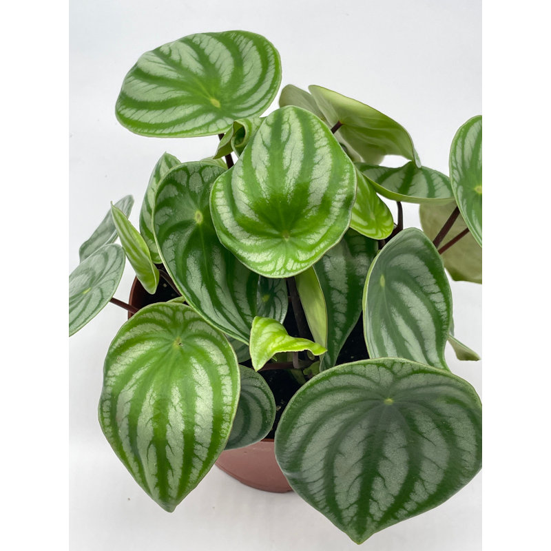 Florida House Plants Live Peperomia Plant in Pot | Wayfair