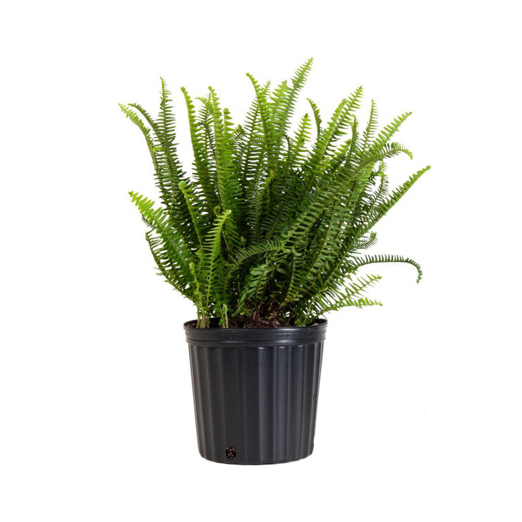 United Nursery Live Fern Plant in Nursery Pot | Wayfair