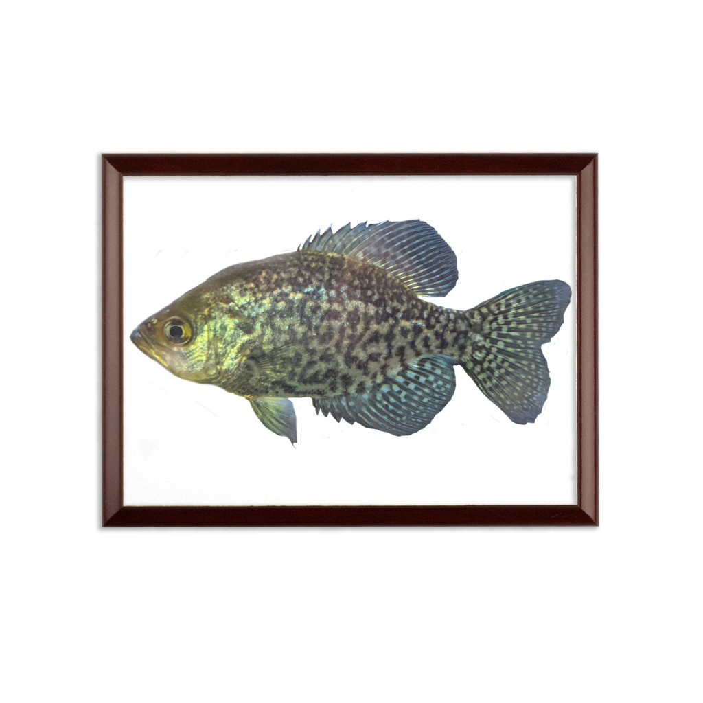 Highland Dunes Fish Sublimation Wall Decor | Wayfair