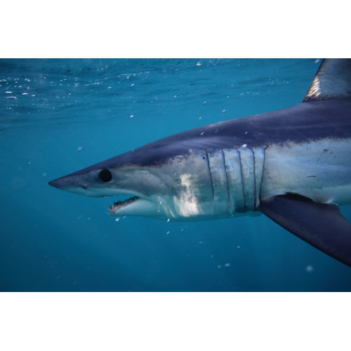 House of Hampton Shortfin Mako Shark | Wayfair.co.uk