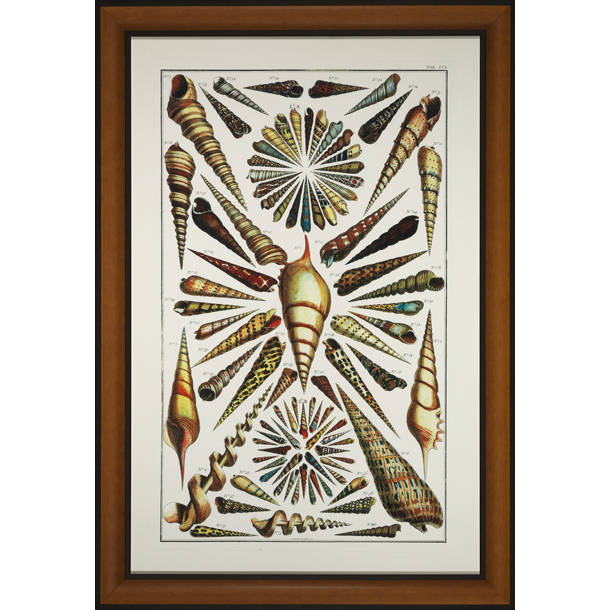 Wendover Art Group Shell Mates - Painting Print on Canvas | Perigold