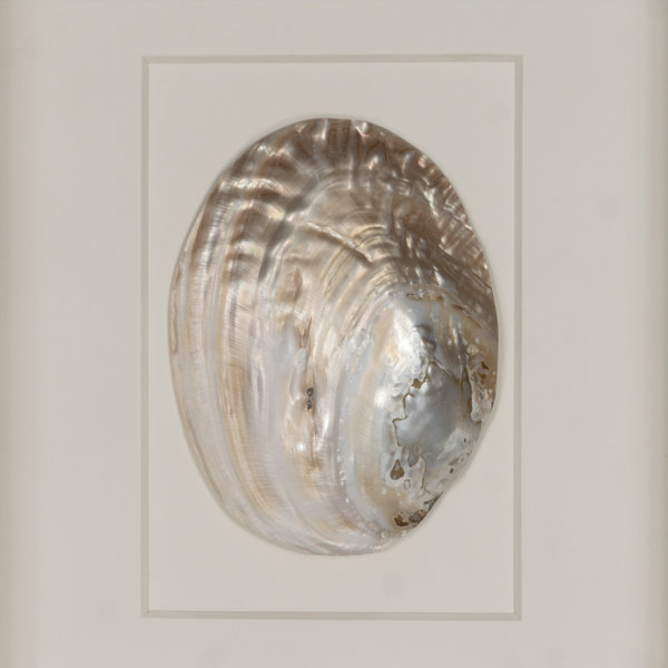 Rosecliff Heights 2 Piece Abalone & Pearl Shell Shadow Box Wall Décor ...