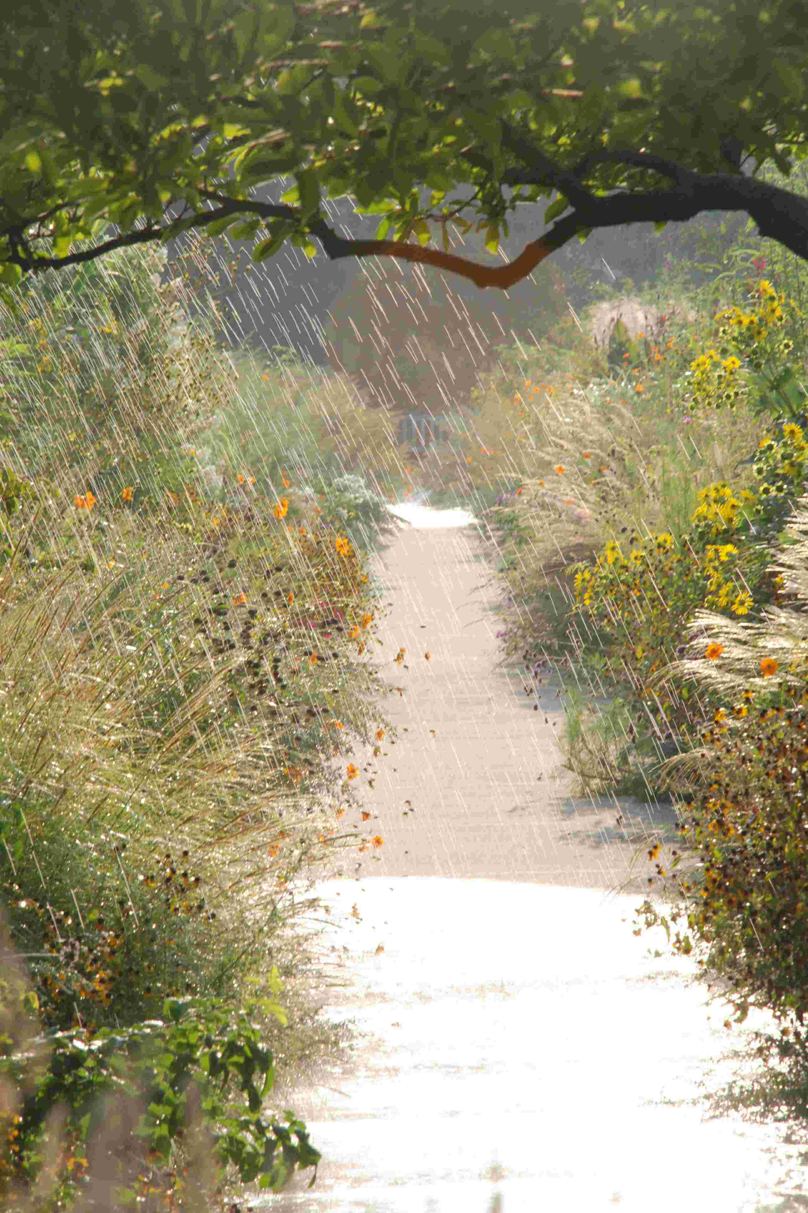 Millwood Pines Rainy Concrete Path Photography - Wrapped Canvas ...