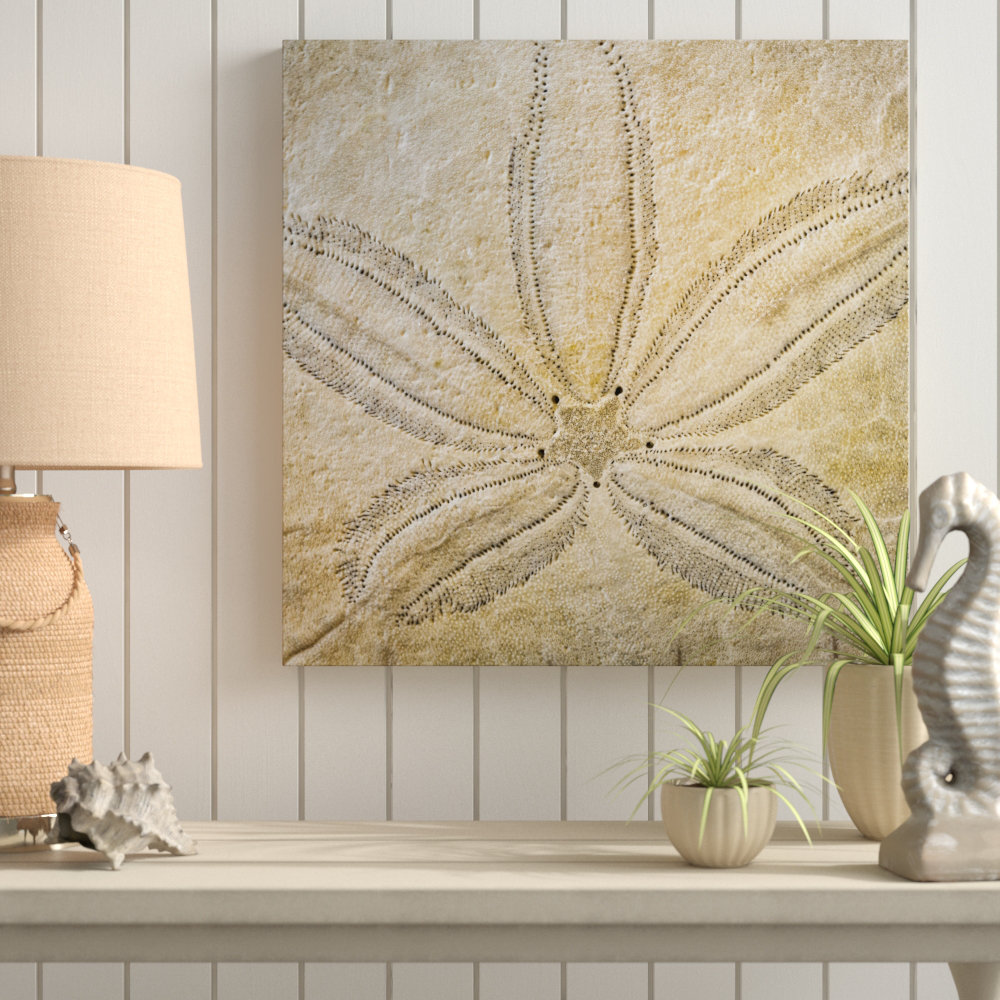 Highland Dunes Sand Dollar Design by Kathy Mahan - Photograph on Canvas ...