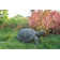 Hi-Line Gift Ltd. Turtle Statue & Reviews | Wayfair