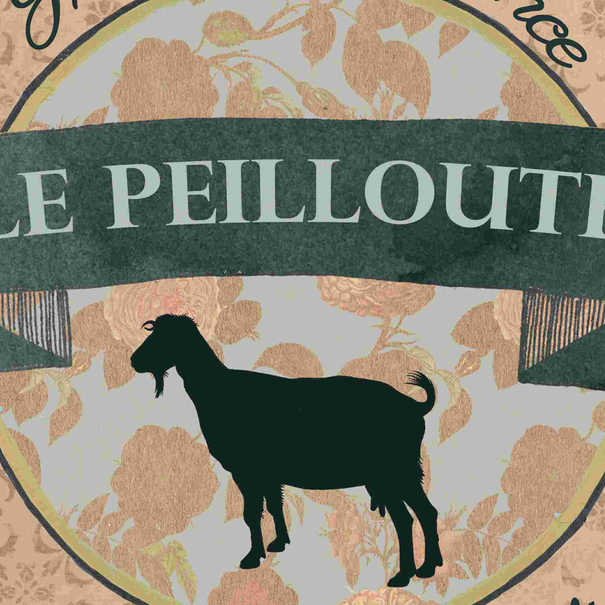 Rosalind Wheeler Shell Montage IV by Vision Studio - Wrapped Canvas ...