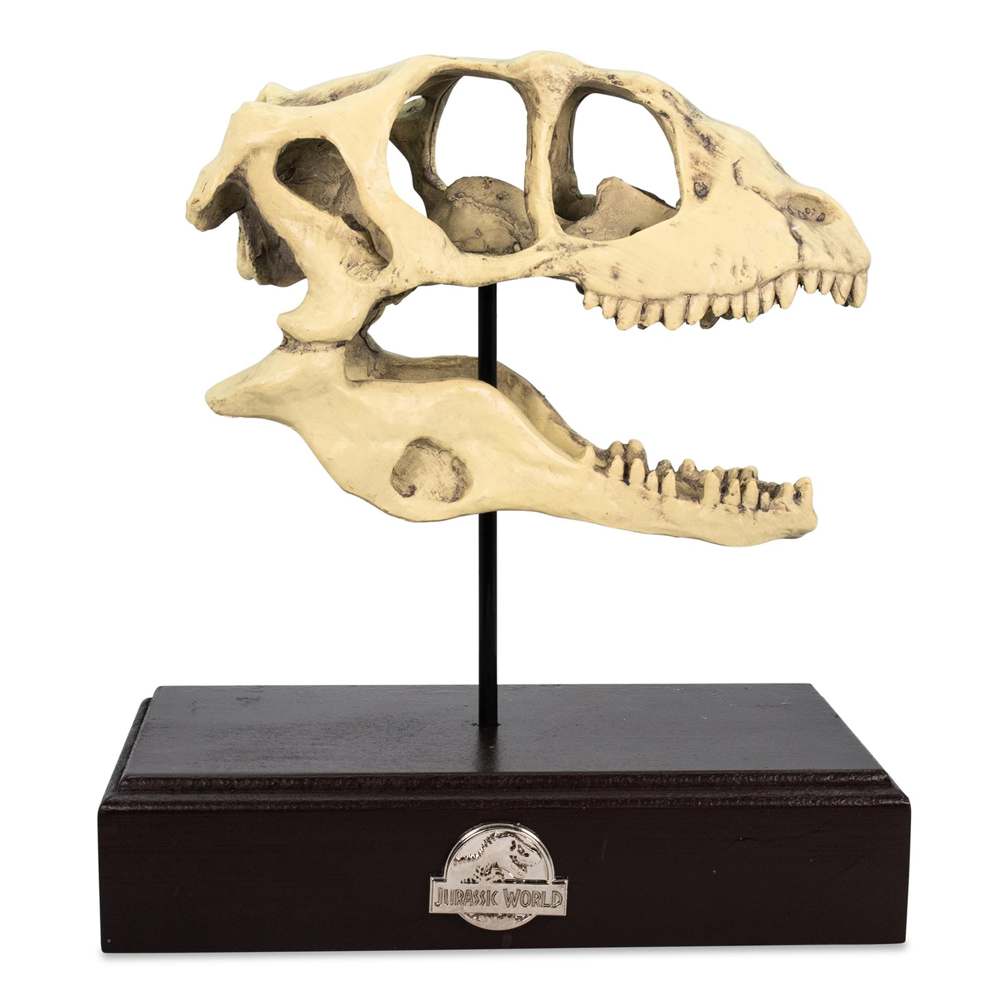 Surreal Entertainment Jurassic World Velociraptor Skull Paperweight ...