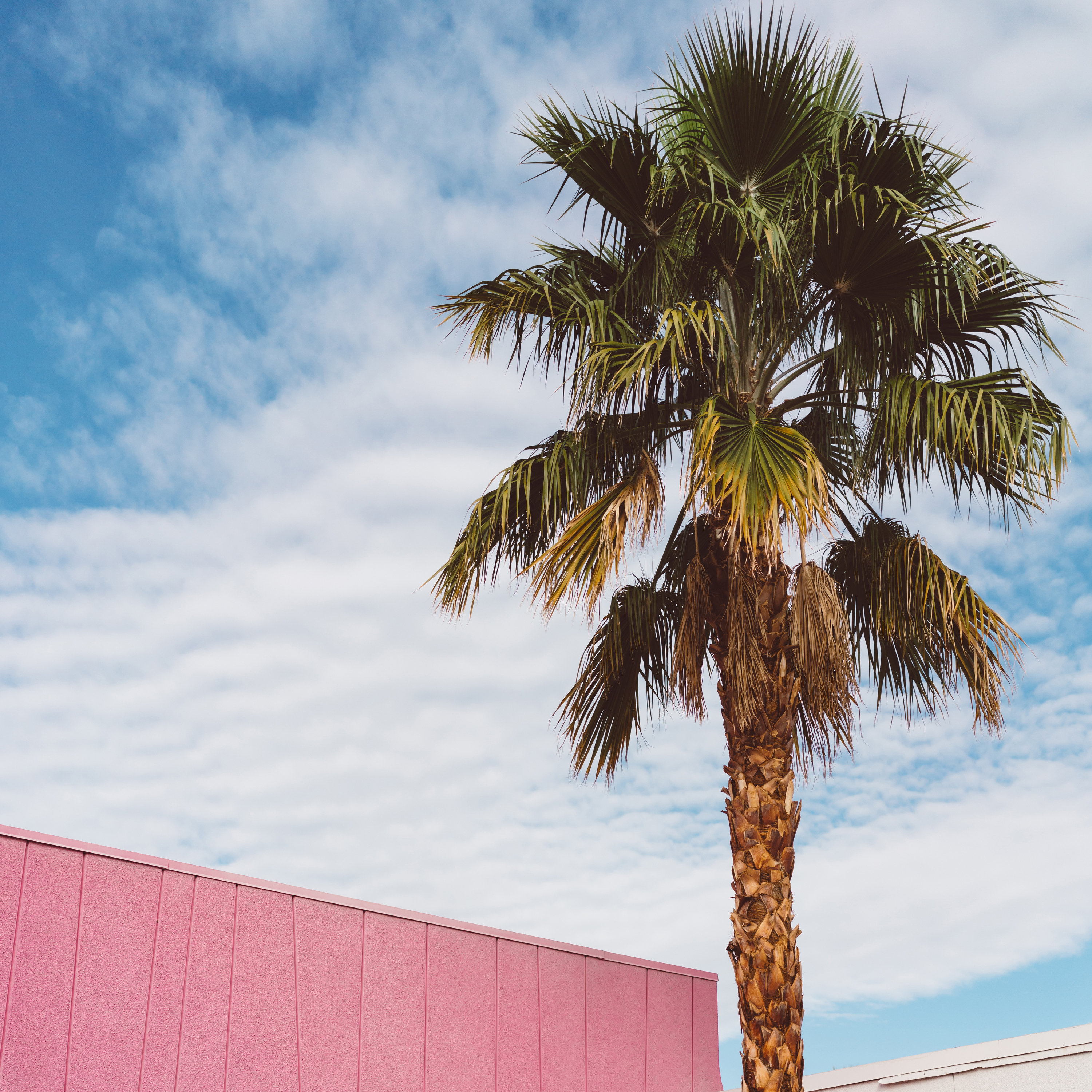 Bayou Breeze Palm Springs Vibes On Canvas by Bethany Young Photography ...