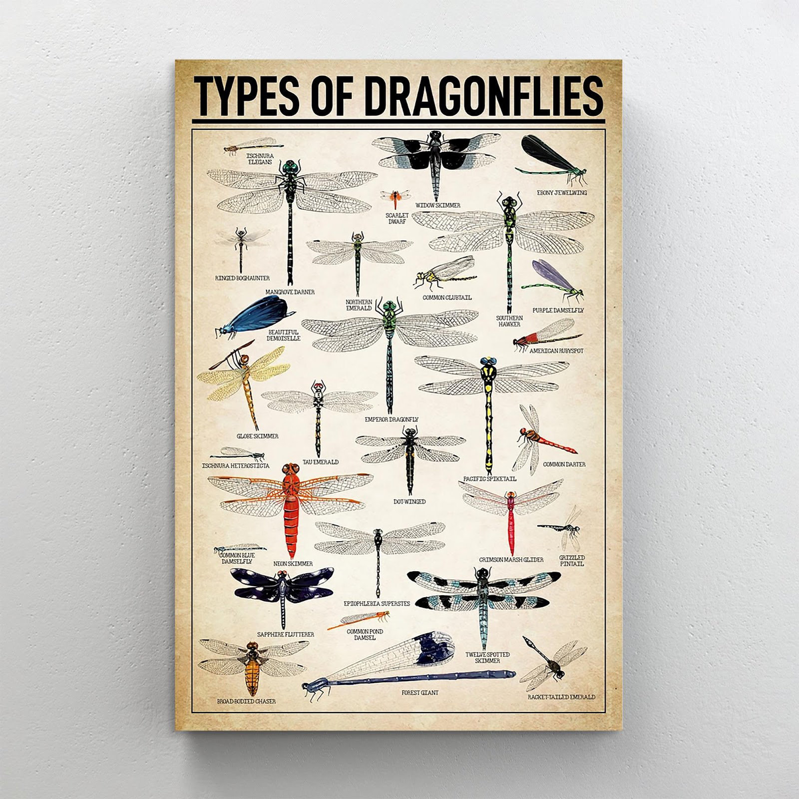 Trinx Types Of Dragonflies Dragonfly Knowledge - Wrapped Canvas Graphic ...