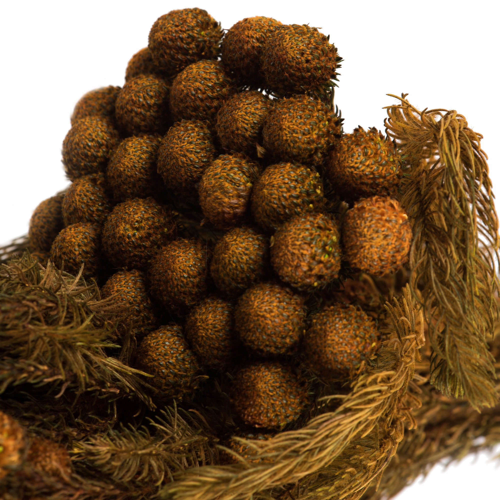 Primrue Brunia Stem Bundle, Preserved Brunia Stem Bundle, Preserved ...
