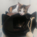 KatKabin SkratchKabin Cat House & Reviews | Wayfair