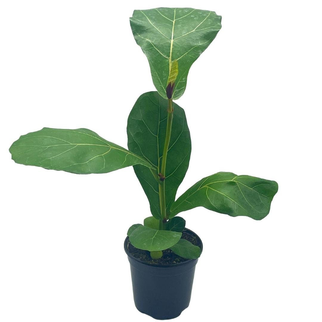 Florida House Plants Live Ficus Low Maintenance Plant in Pot | Wayfair