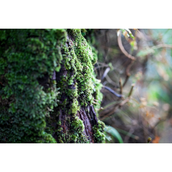 Millwood Pines Mossy Tree in Forest by Yokeetod - Wrapped Canvas ...