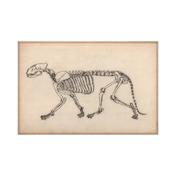 Maturi Tiger Skeleton Anatomy Drawing - Wrapped Canvas Art Prints ...