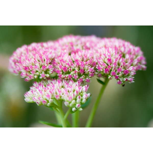 Hokku Designs Hylotelephium Spectabile by Ian_Redding - Wrapped Canvas ...