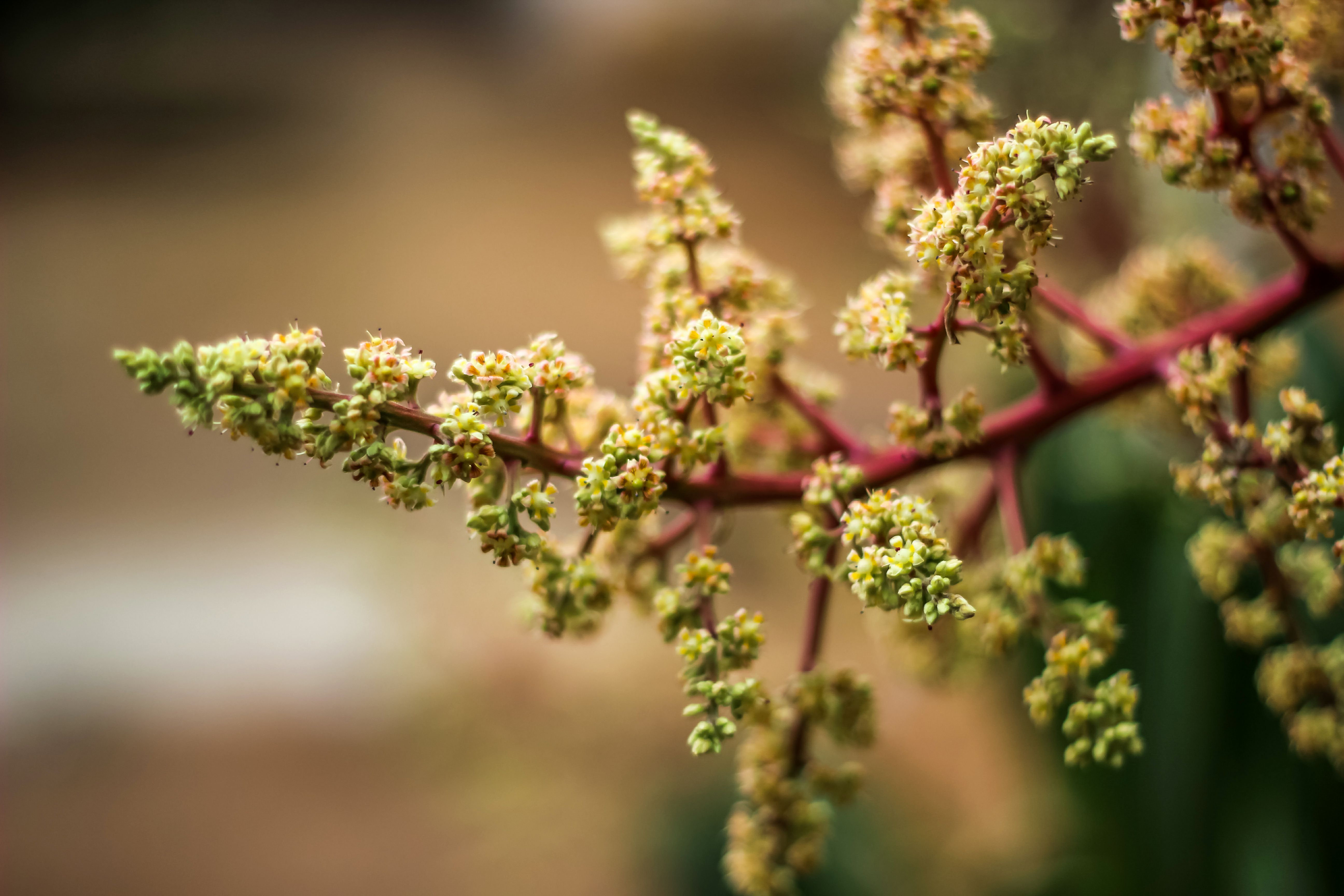 Mango Tree Flowers