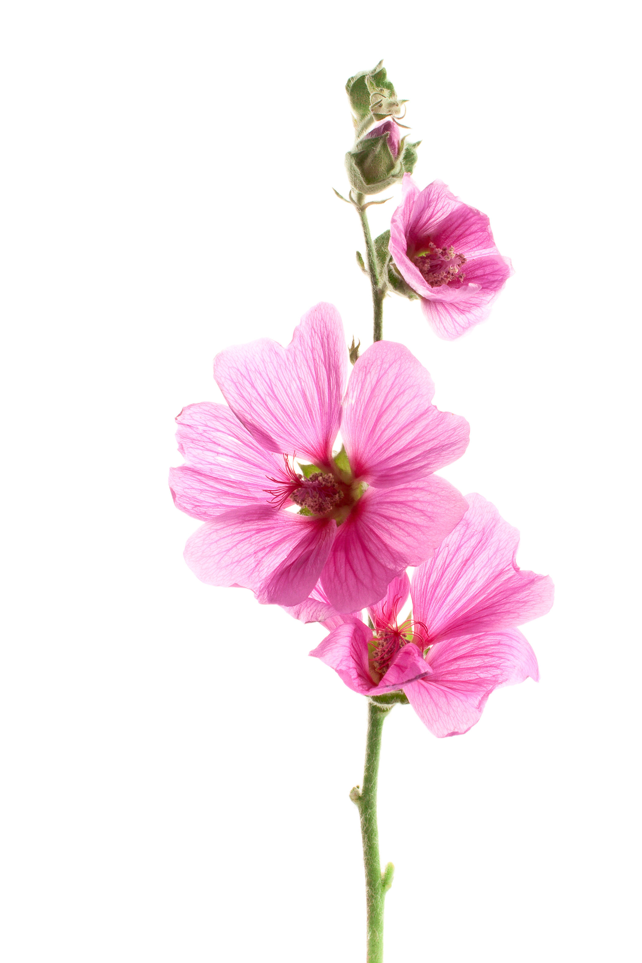 Ebern Designs Pink Malva Flowers Isolated On A White Background ...