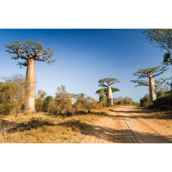 Union Rustic Joleah Baobab Trees - Wrapped Canvas Photograph | Wayfair